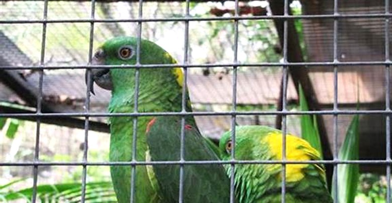 Bird aviary wire mesh